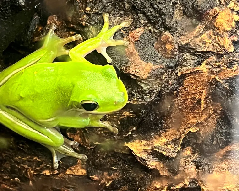 Flat Rock Brook Nature Center | 443 Van Nostrand Avenue, Englewood, New ...